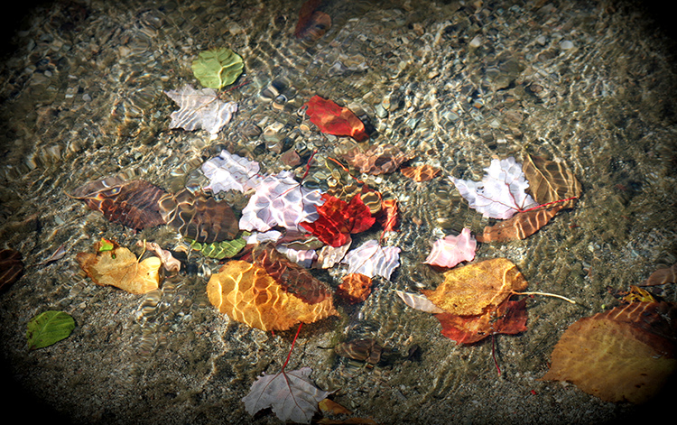 Tony Ryan # UK # Leaves - Blank Wall Gallery